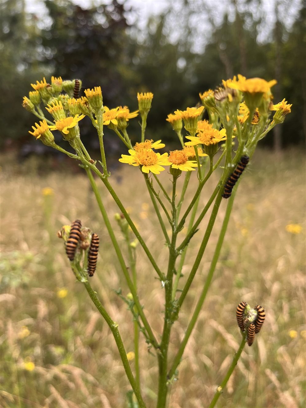 Van gele rups tot rode vlinder - Natuurbegraafplaats Mepperdennen
